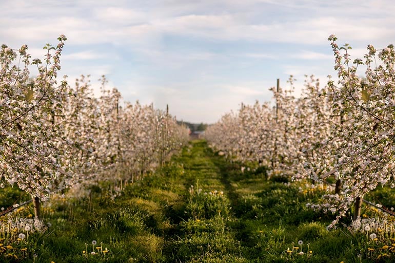 20 of the Most Beautiful Scenic Apple Orchards Around the World - The ...