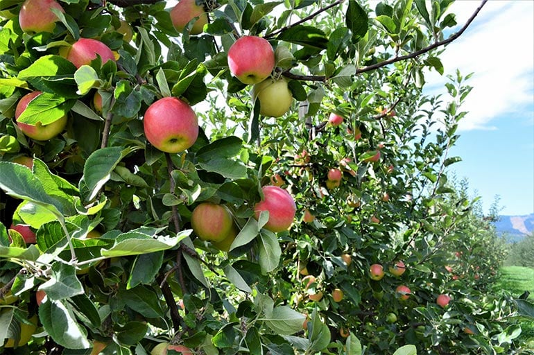 20 of the Most Beautiful Scenic Apple Orchards Around the World - The ...